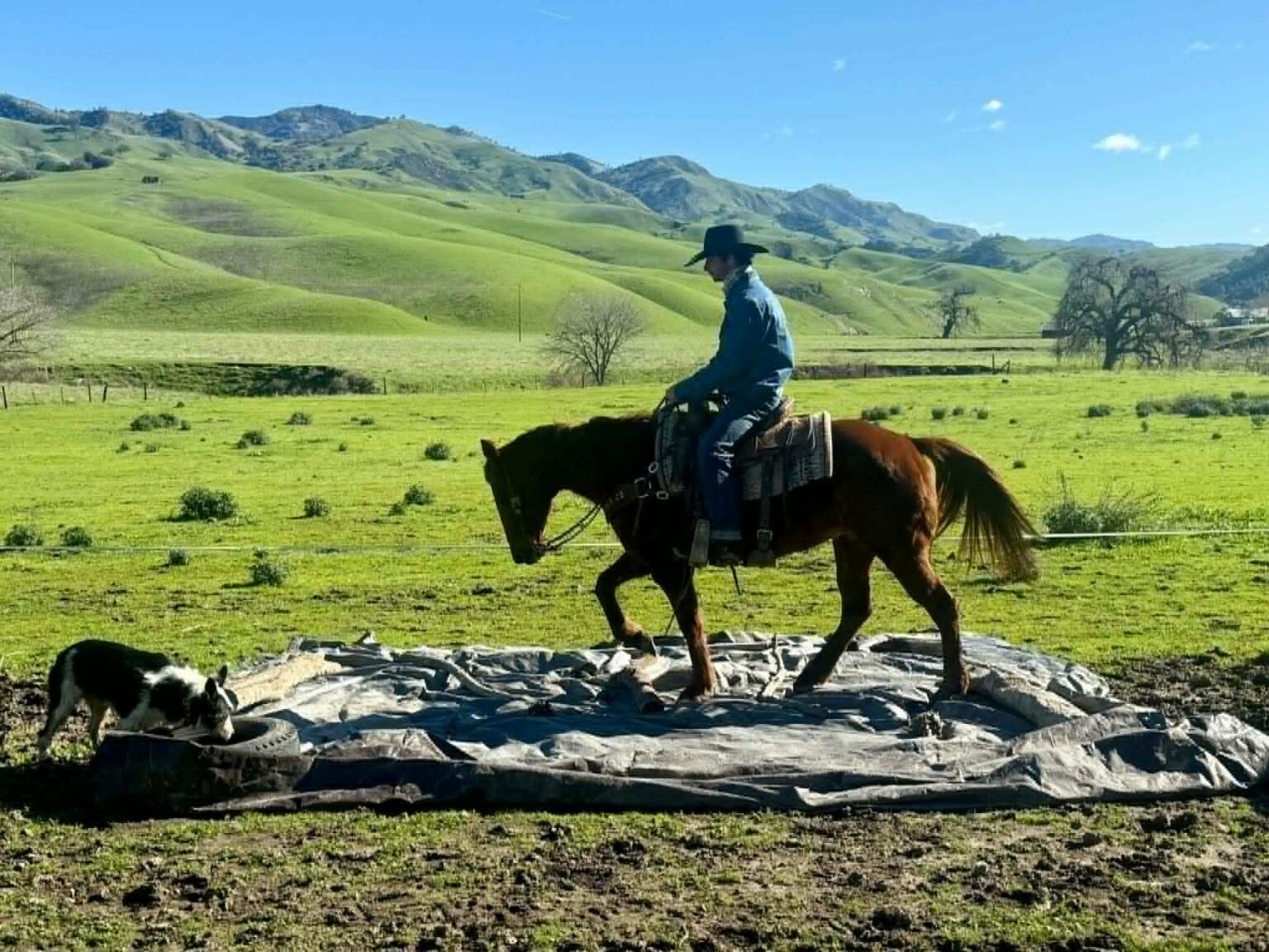 Daisy Lou - Platinum Equine Auction