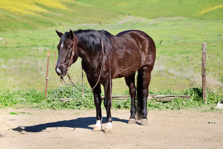 Cole - Platinum Equine Auction
