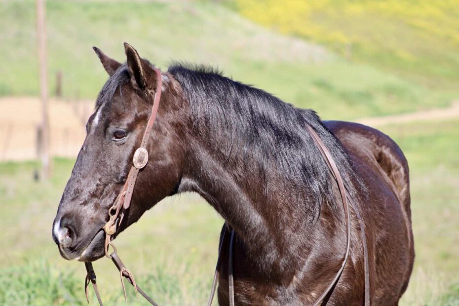 Cole - Platinum Equine Auction
