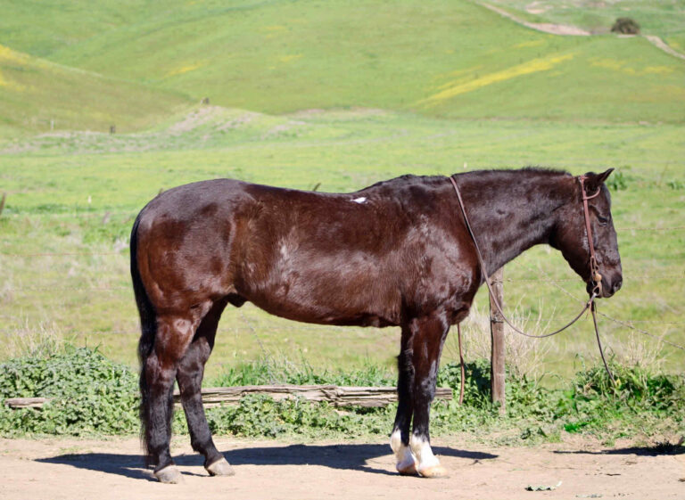 Cole - Platinum Equine Auction