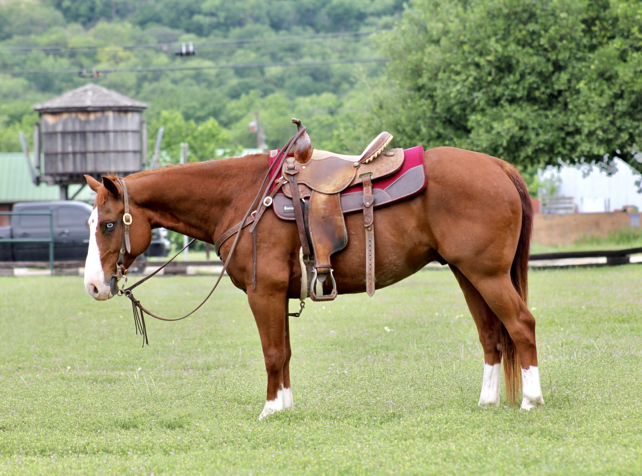 Home - Platinum Equine Auction